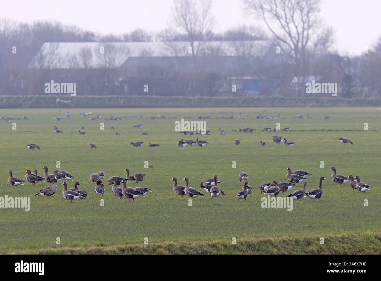 Eurasian White-fronted Goose (Anser albifrons) Texel Netherlands ...