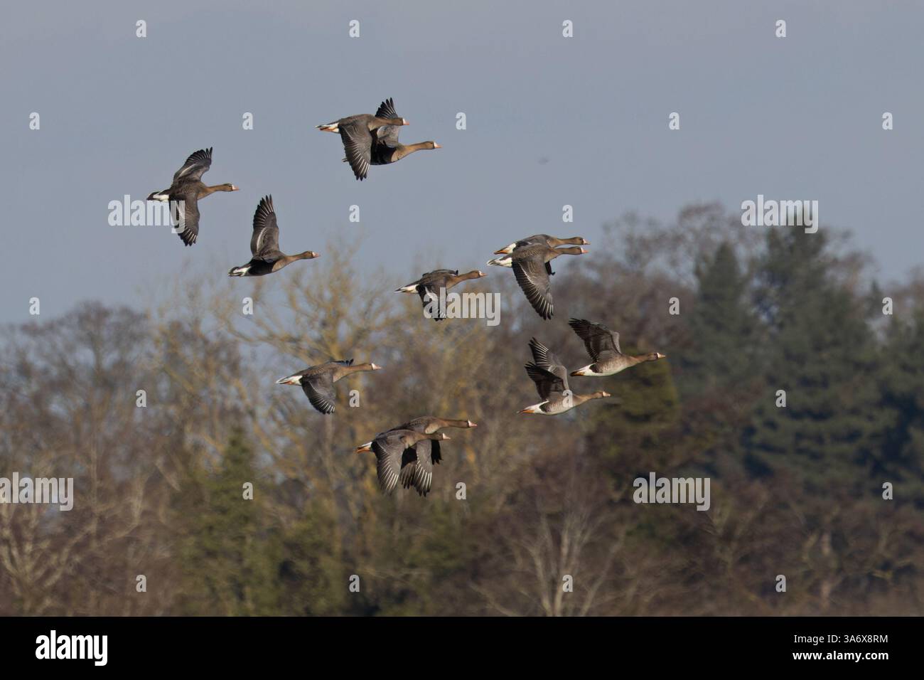 Eurasian White-fronted Goose (Anser albifrons) flock flying Norfolk ...