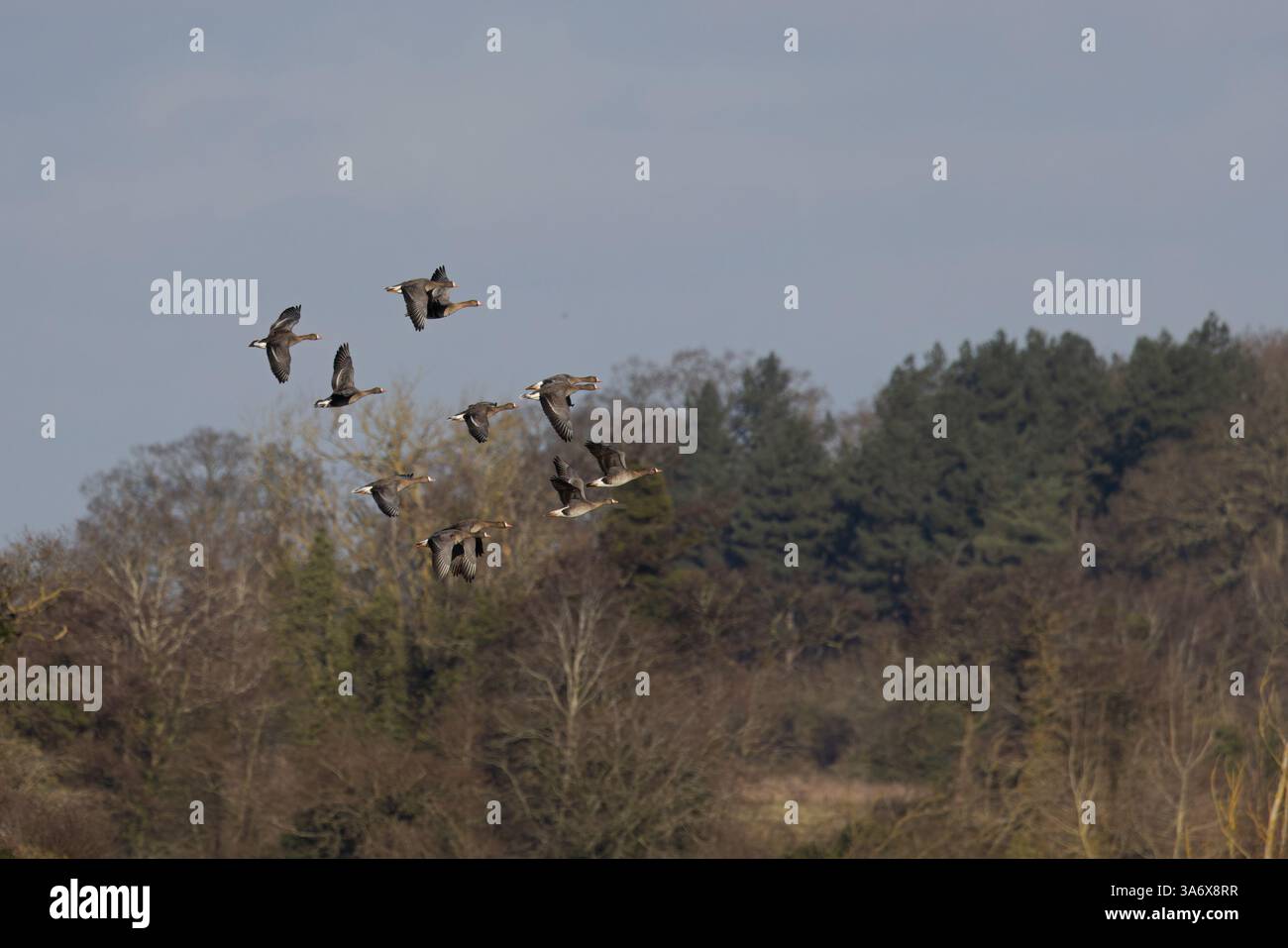 Eurasian White-fronted Goose (Anser albifrons) flock flying Norfolk ...