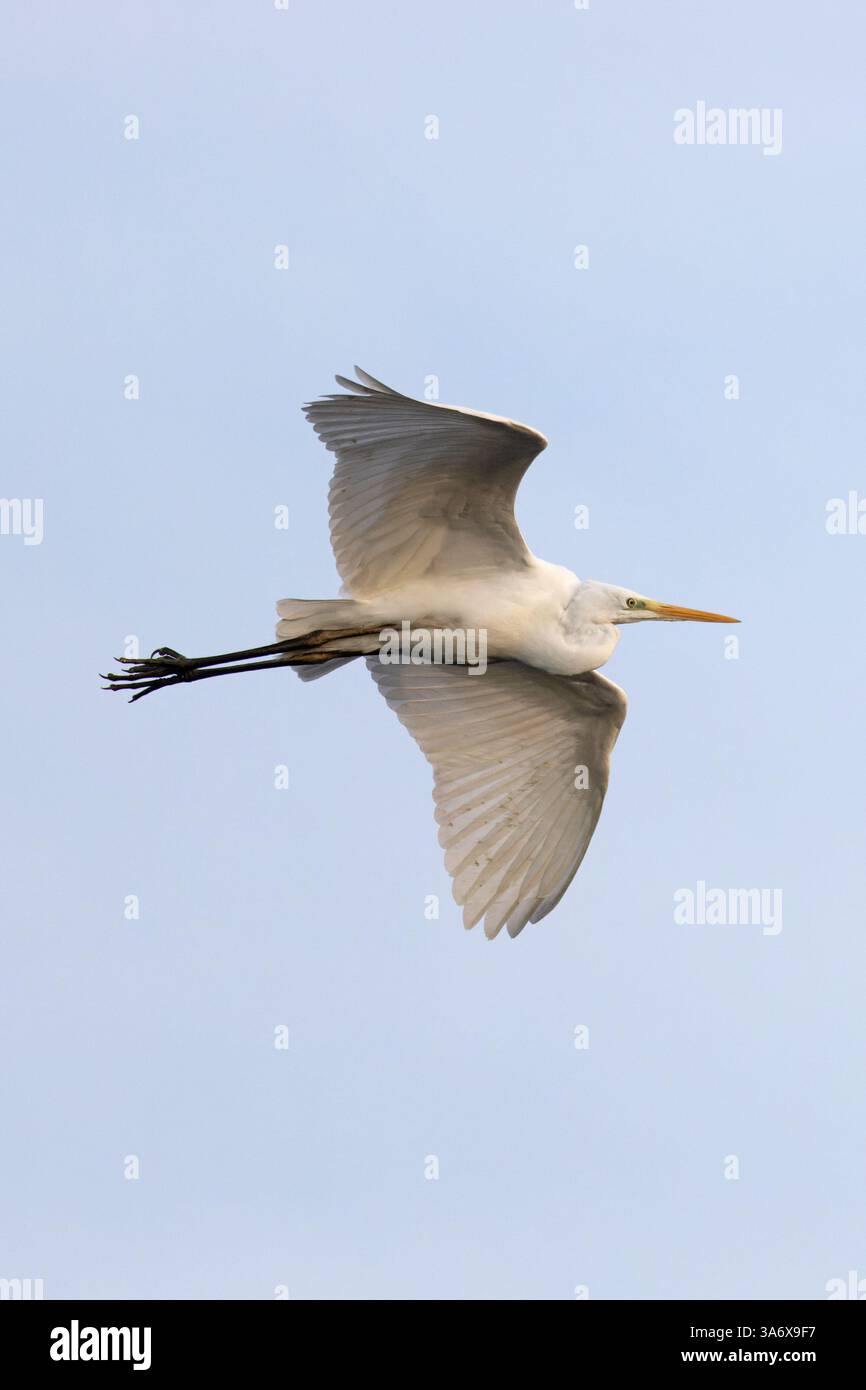 Great (White) (Common) Egret (Ardea alba) Norfolk March 2025 Stock ...