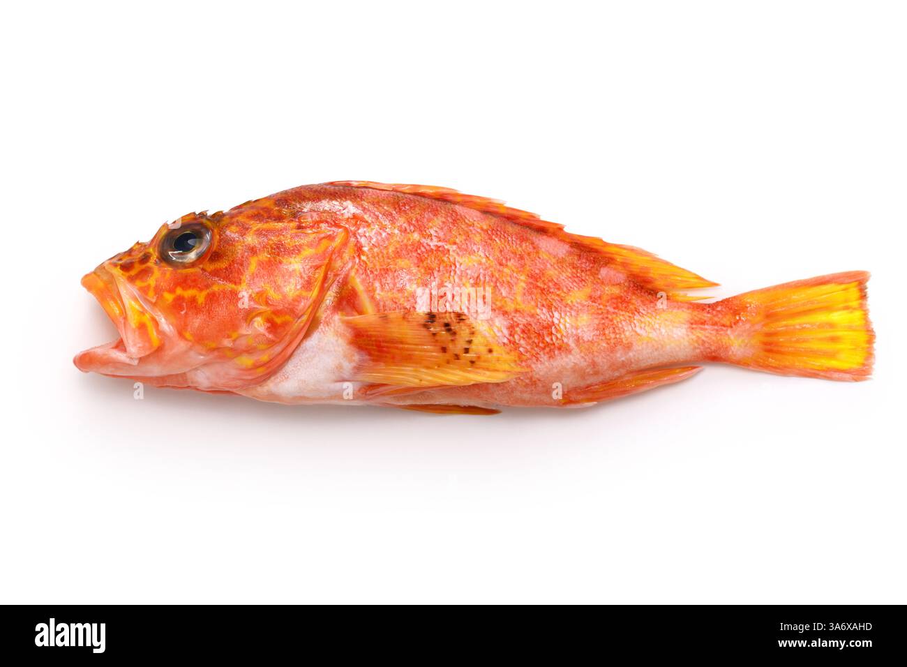 Yellowbarred red rockfish( Ayame Kasago ) isolated on white background ...