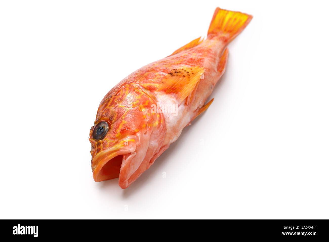 Yellowbarred red rockfish( Ayame Kasago ) isolated on white background ...