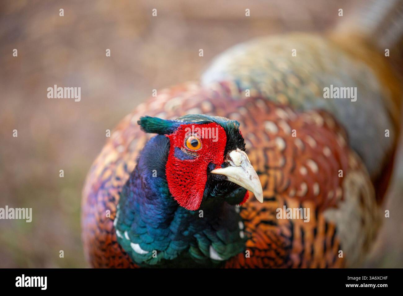 Very close front view of a pheasant head and shoulders with wide open ...