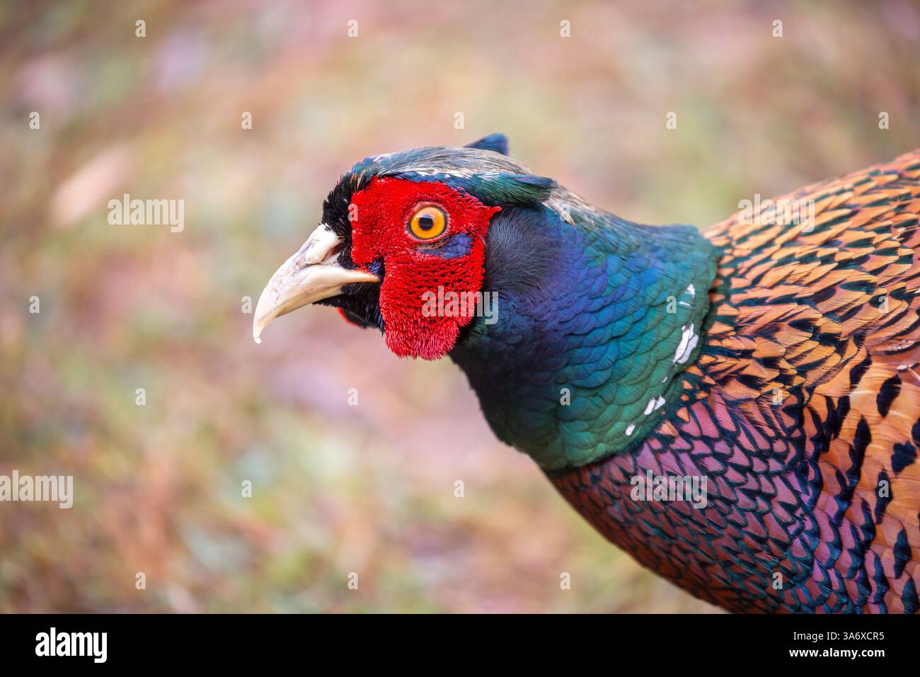 Very close side view of a pheasant head and shoulders with wide open ...
