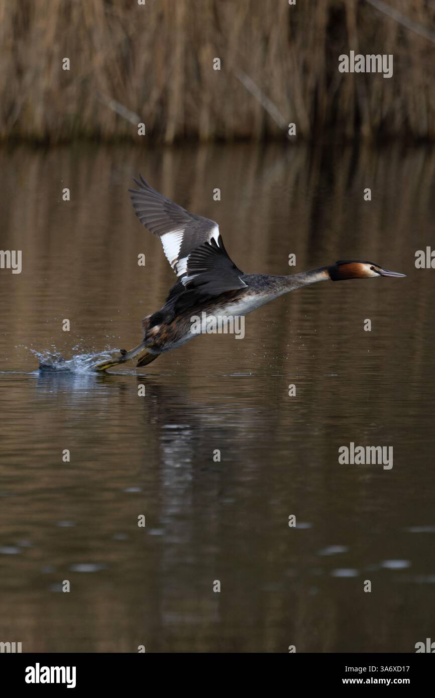 Great Crested Grebe (Podiceps cristatus) running on water surface ...