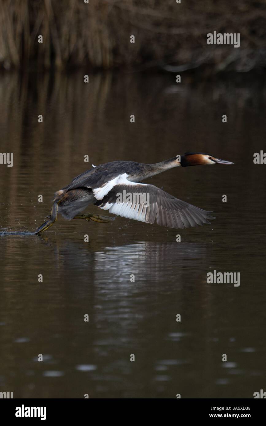 Great Crested Grebe (Podiceps cristatus) running on water surface ...