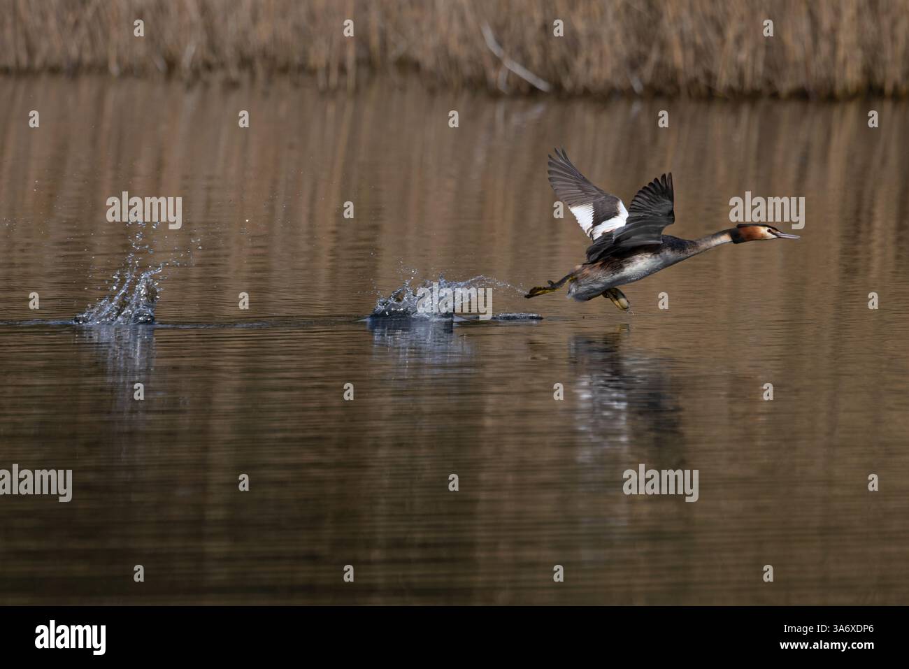 Great Crested Grebe (Podiceps cristatus) running on water surface ...