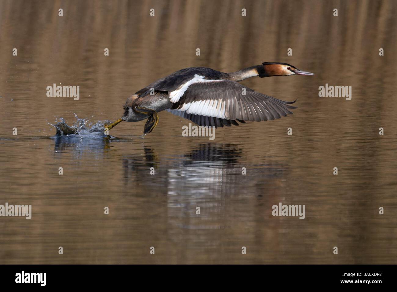 Great Crested Grebe (Podiceps cristatus) running on water surface ...