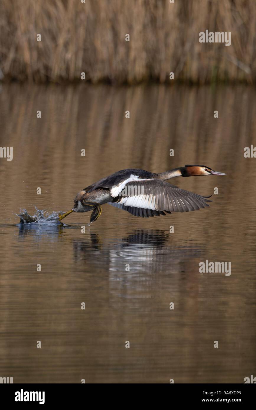 Great Crested Grebe (Podiceps cristatus) running on water surface ...