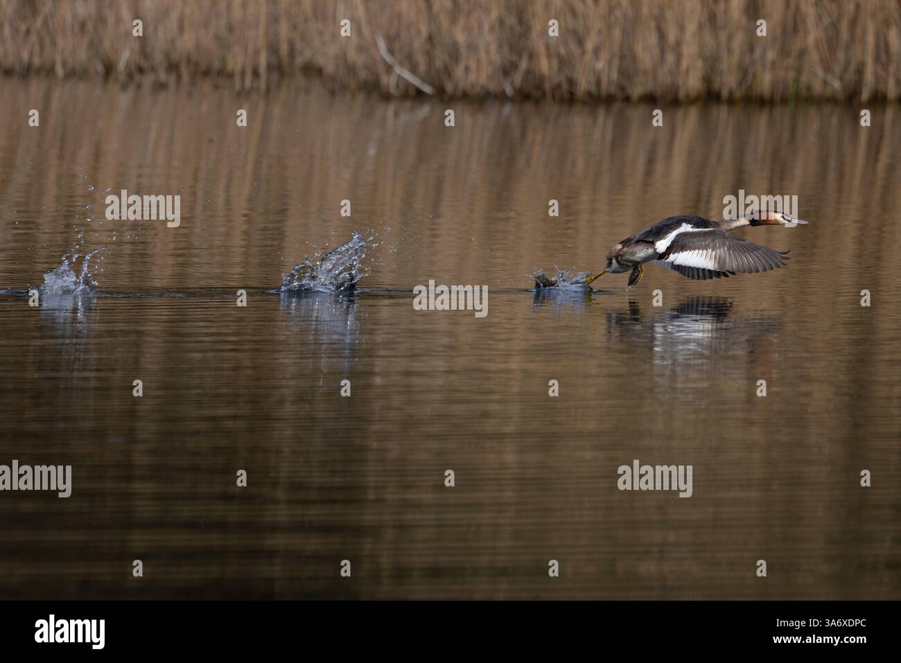 Great Crested Grebe (Podiceps cristatus) running on water surface ...