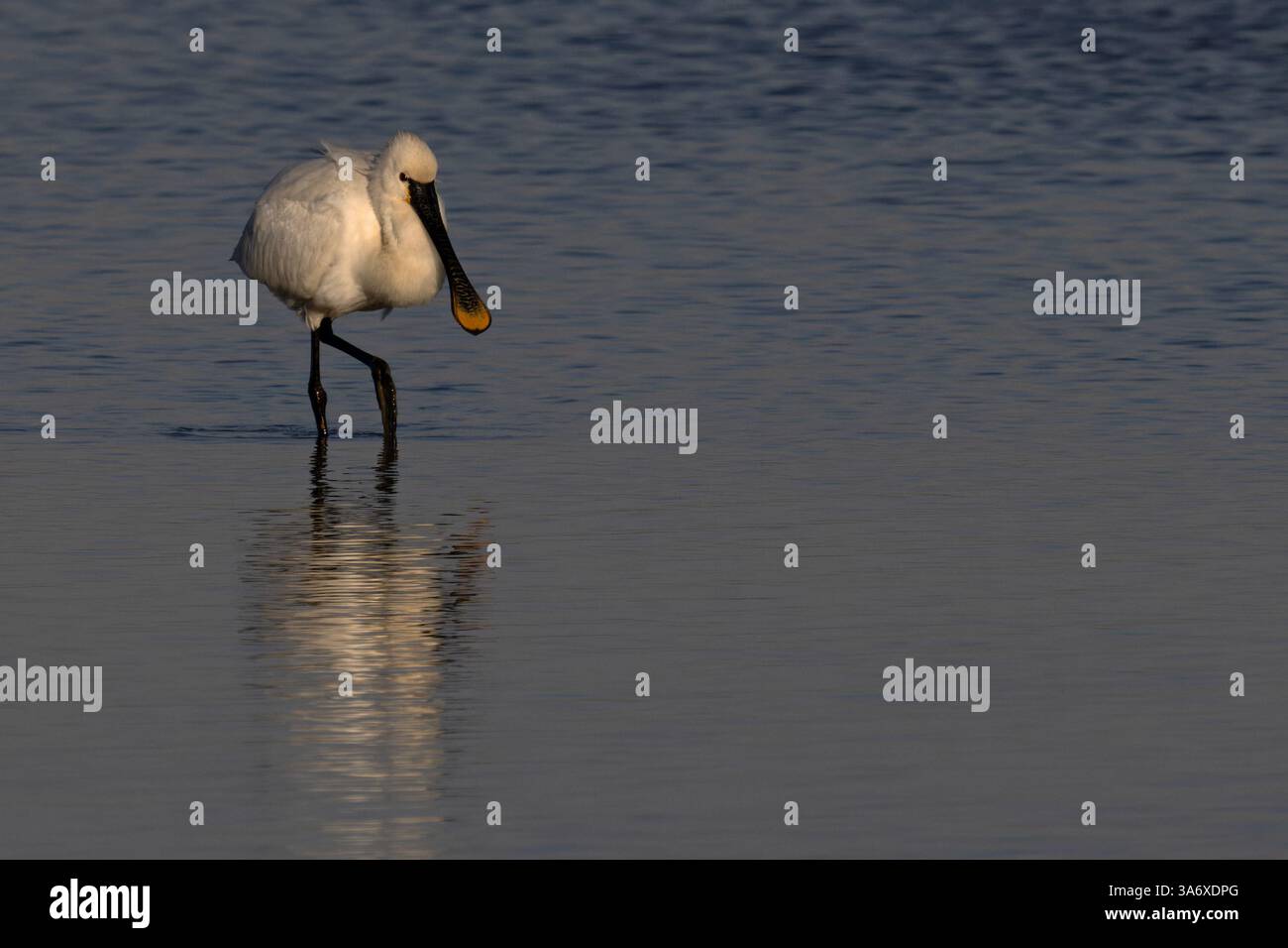 Eurasian Spoonbill (Platalea leucorodia) sub-adult feeding NWT Cley ...