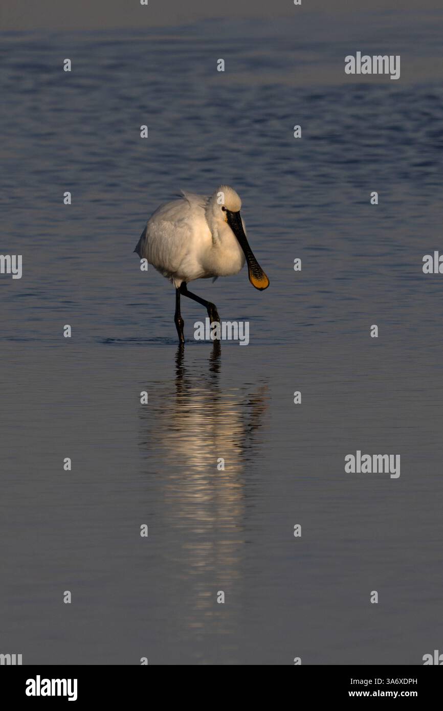 Eurasian Spoonbill (Platalea leucorodia) sub-adult feeding NWT Cley ...