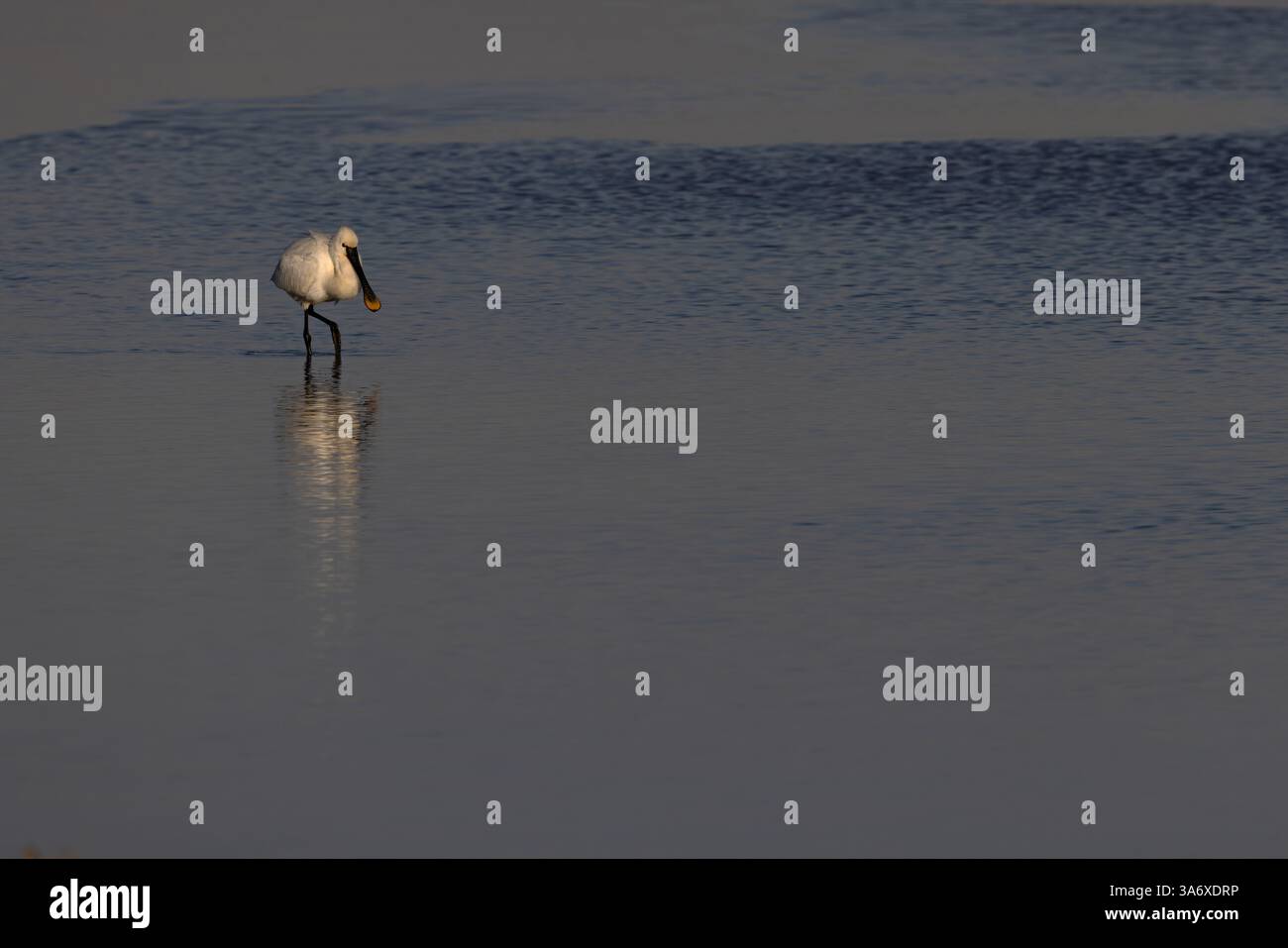 Eurasian Spoonbill (Platalea leucorodia) sub-adult feeding NWT Cley ...