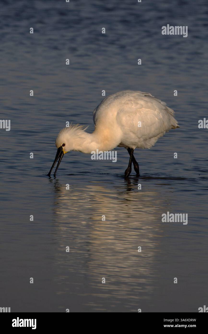 Eurasian Spoonbill (Platalea leucorodia) sub-adult feeding scything the ...