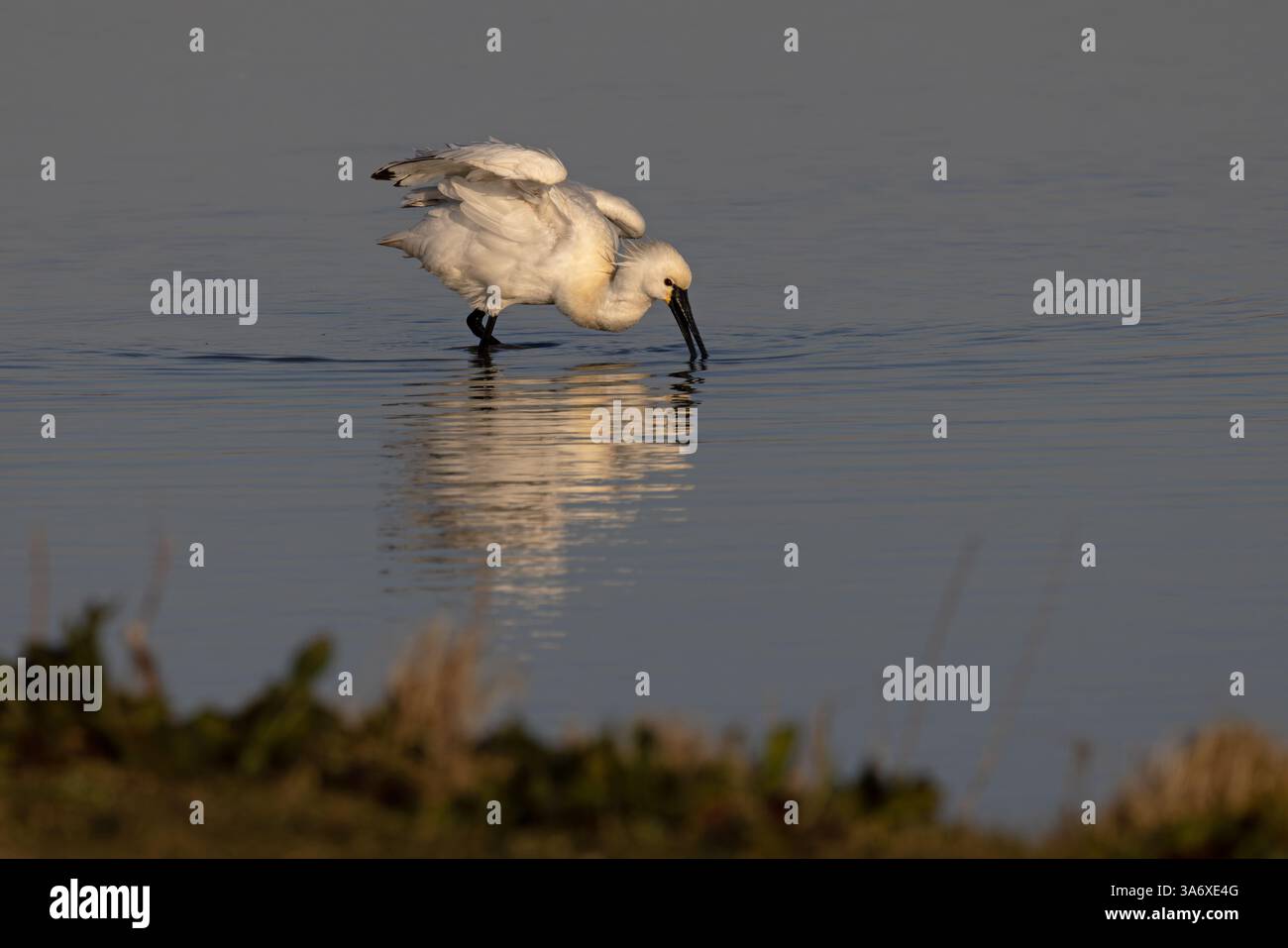 Eurasian Spoonbill (Platalea leucorodia) sub-adult feeding scything the ...