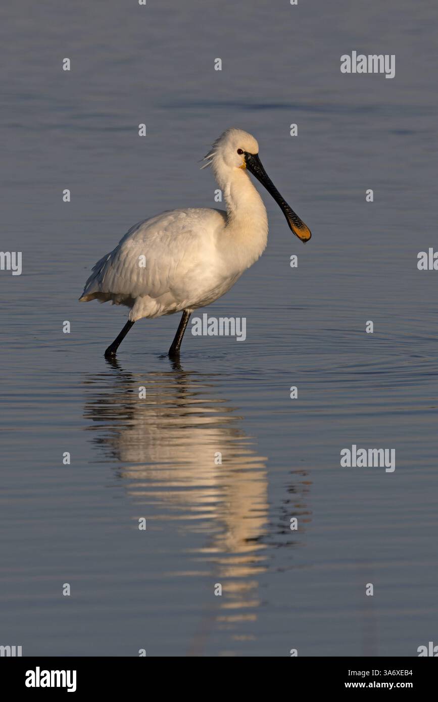 Eurasian Spoonbill (Platalea leucorodia) sub-adult feeding NWT Cley ...