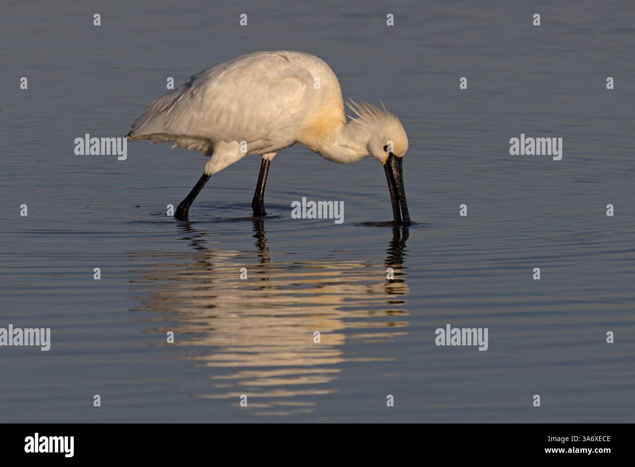 Eurasian Spoonbill (Platalea leucorodia) sub-adult feeding scything the ...