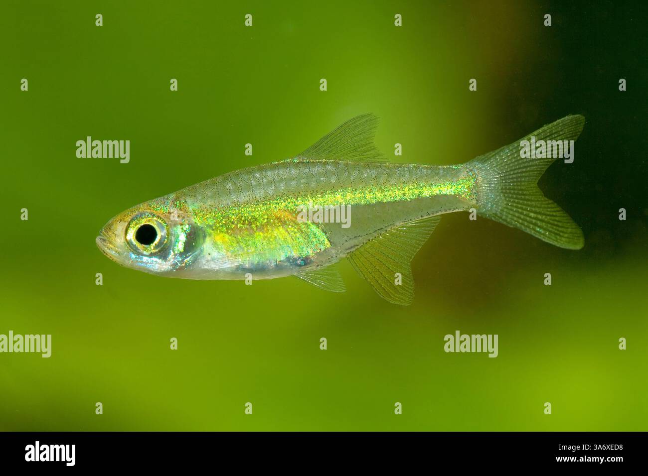 Kubota's microrasbora, Neon yellow rasbora (Microdevario kubotai ...