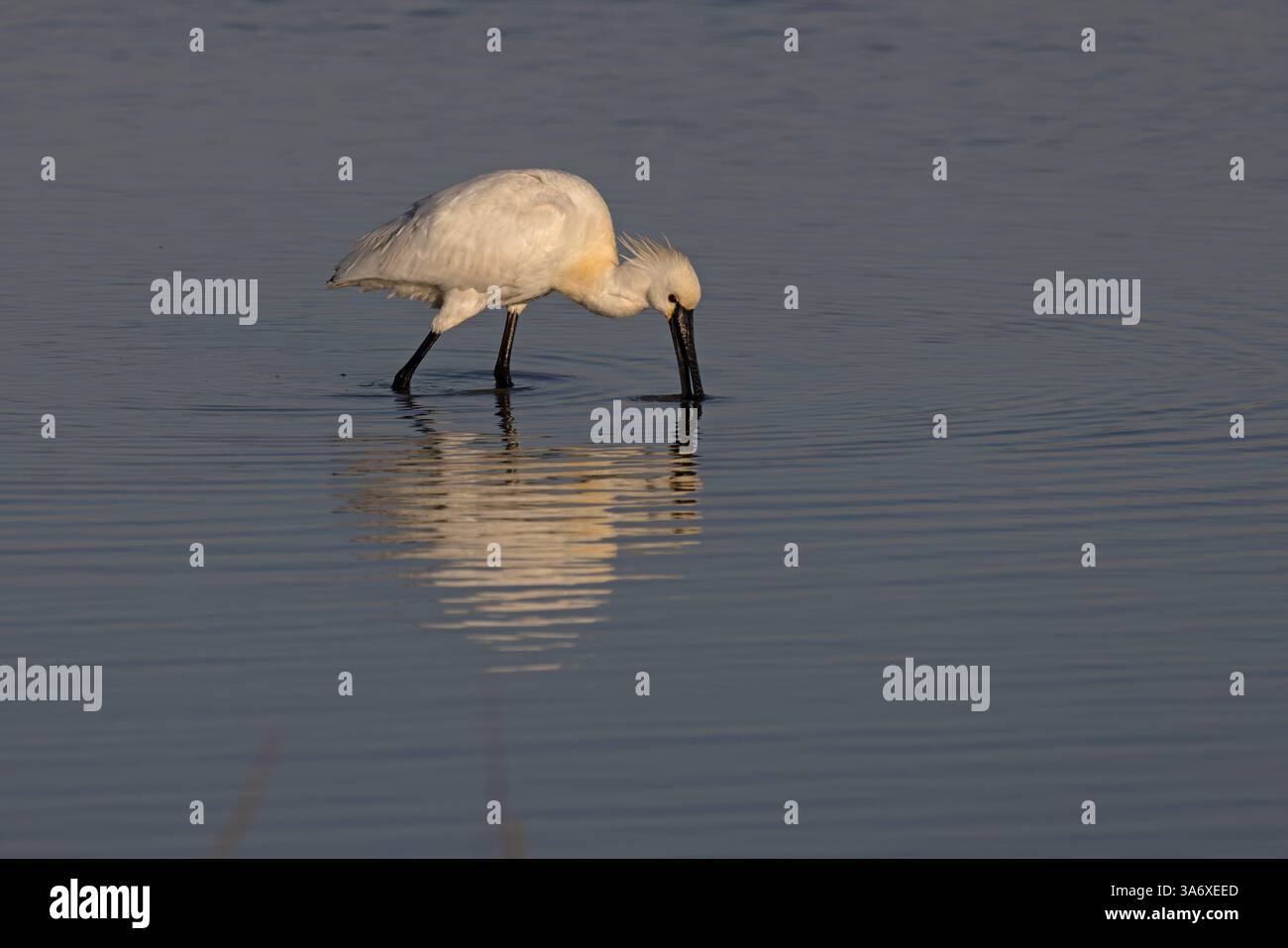 Eurasian Spoonbill (Platalea leucorodia) sub-adult feeding scything the ...