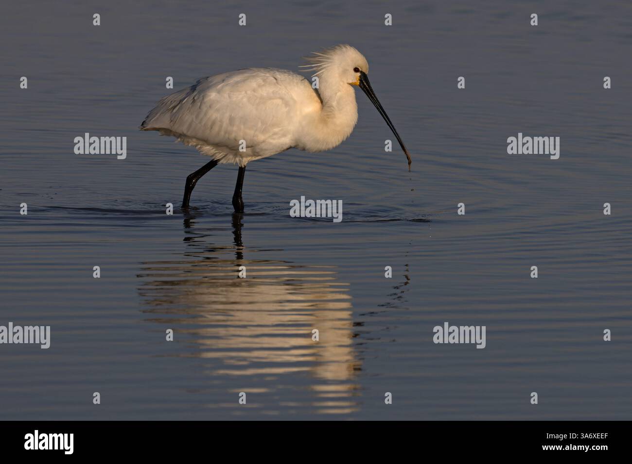 Eurasian Spoonbill (Platalea leucorodia) sub-adult feeding NWT Cley ...