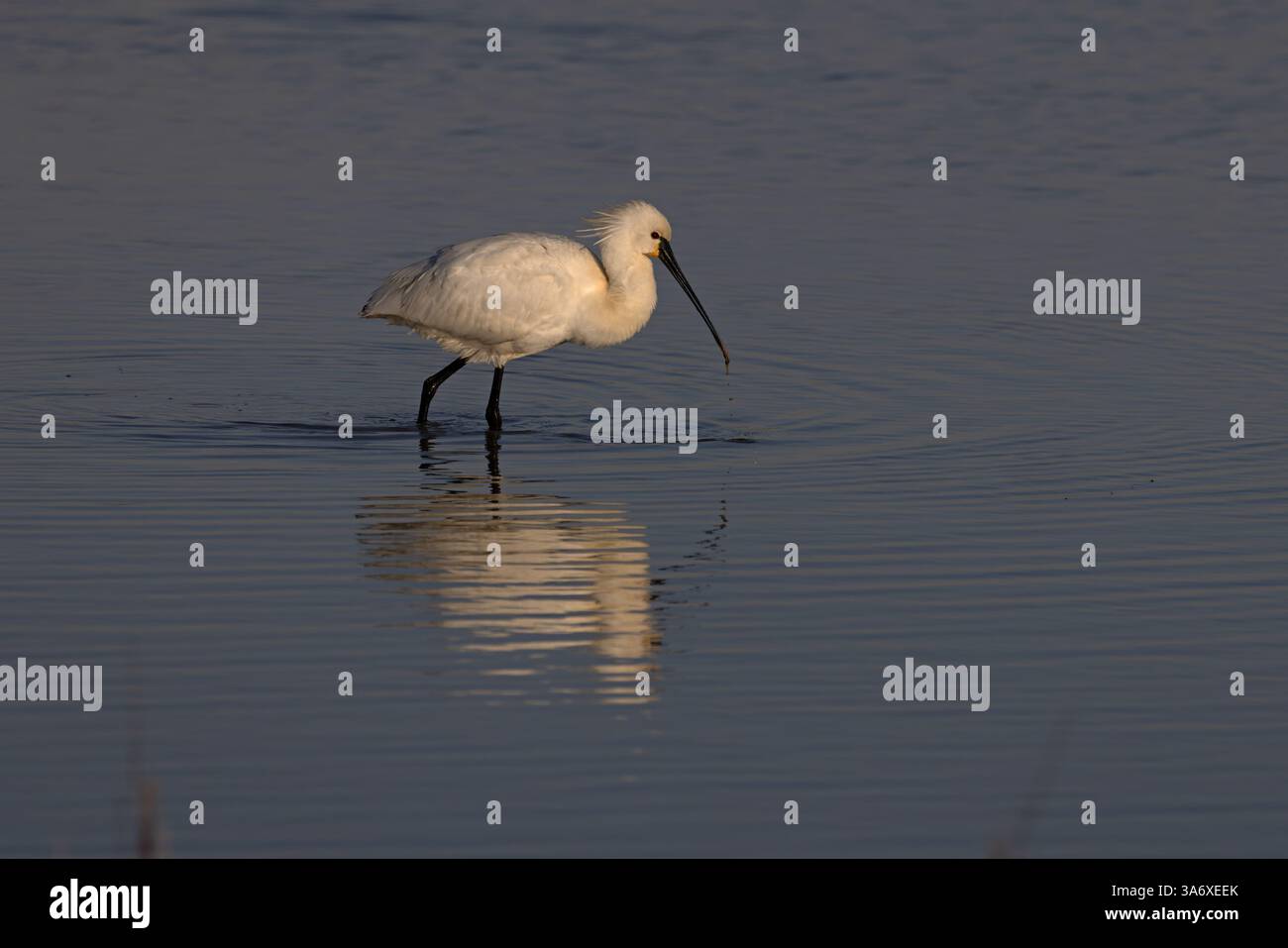 Eurasian Spoonbill (Platalea leucorodia) sub-adult feeding NWT Cley ...