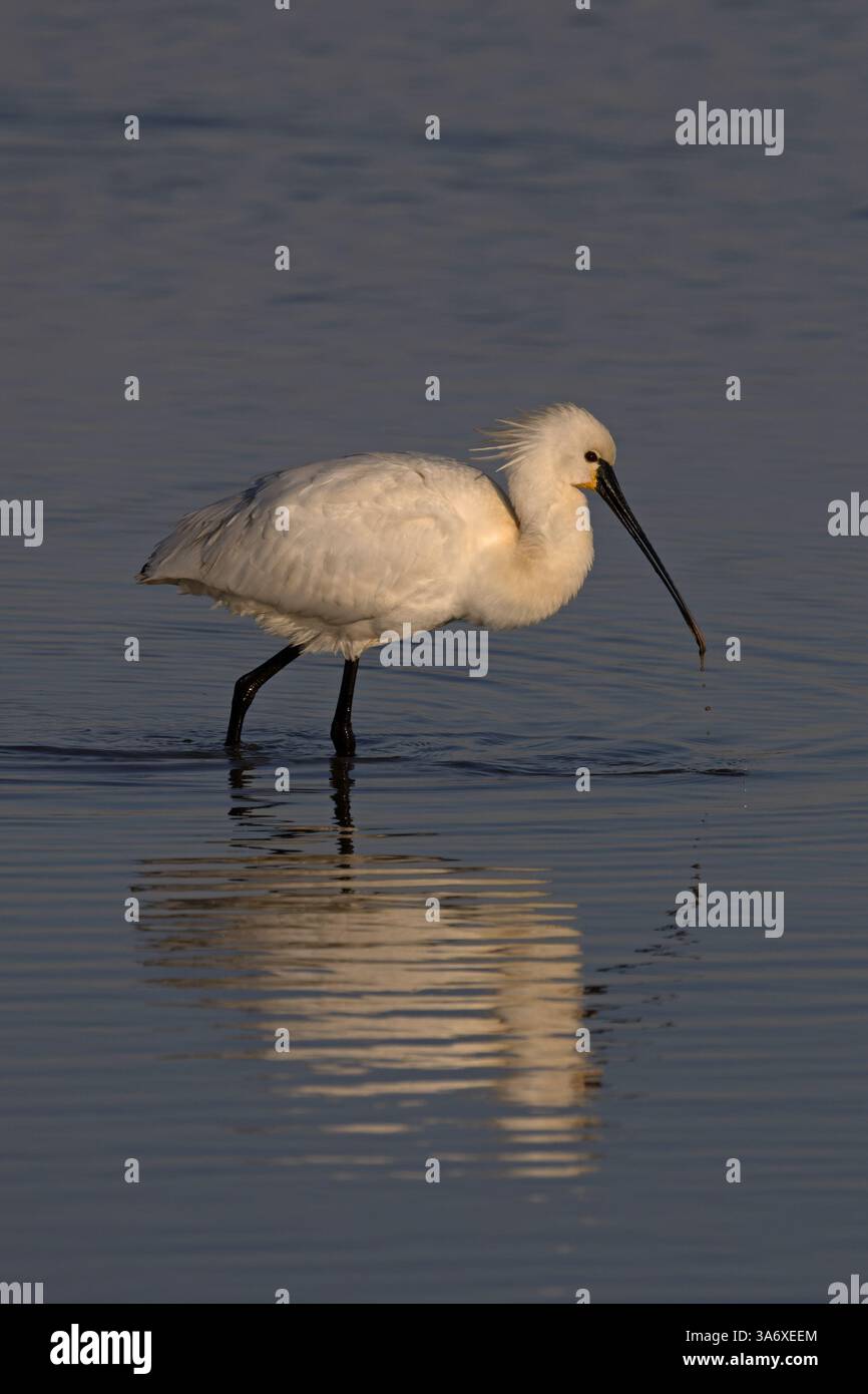 Eurasian Spoonbill (Platalea leucorodia) sub-adult feeding NWT Cley ...