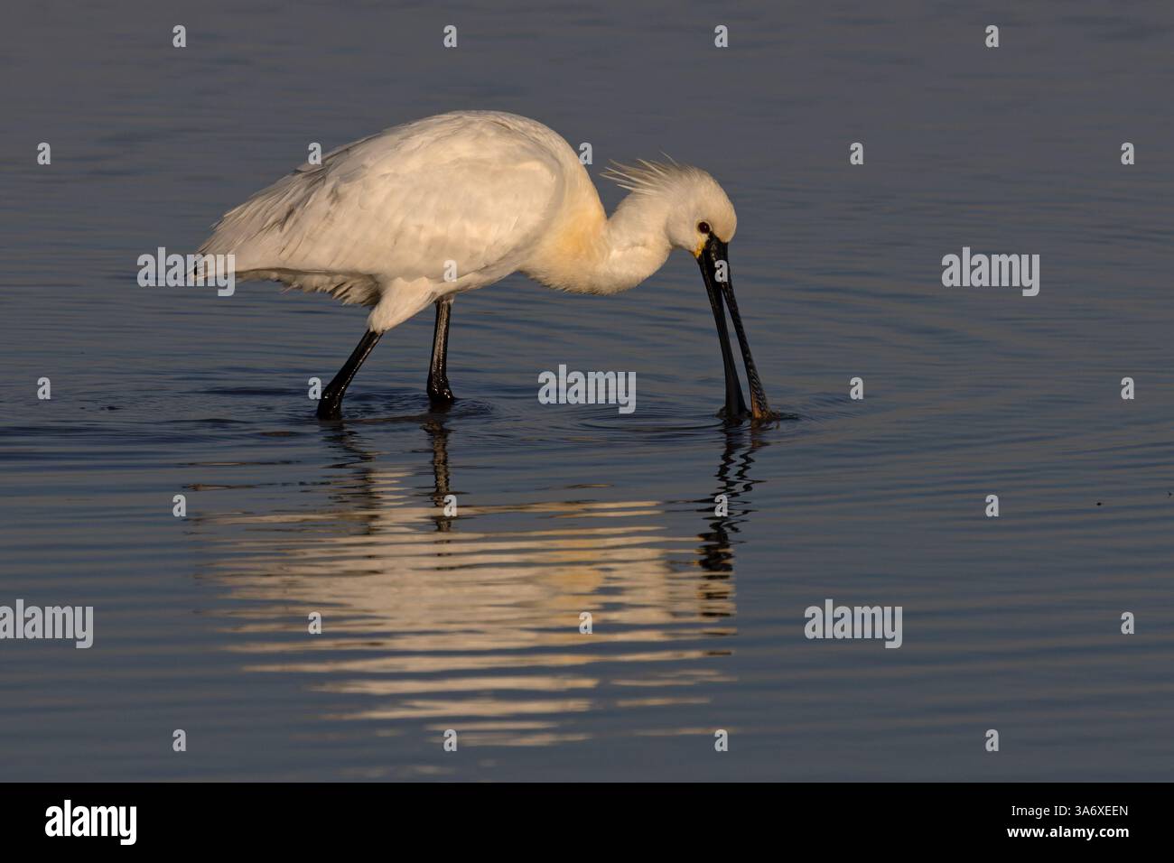 Eurasian Spoonbill (Platalea leucorodia) sub-adult feeding scything the ...