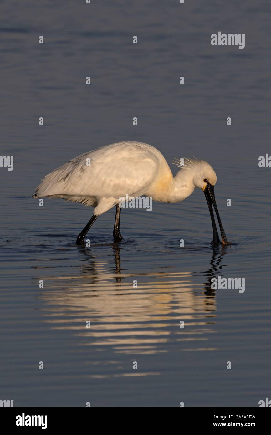 Eurasian Spoonbill (Platalea leucorodia) sub-adult feeding scything the ...