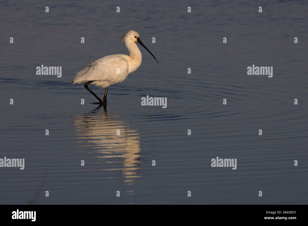 Eurasian Spoonbill (Platalea leucorodia) sub-adult feeding NWT Cley ...