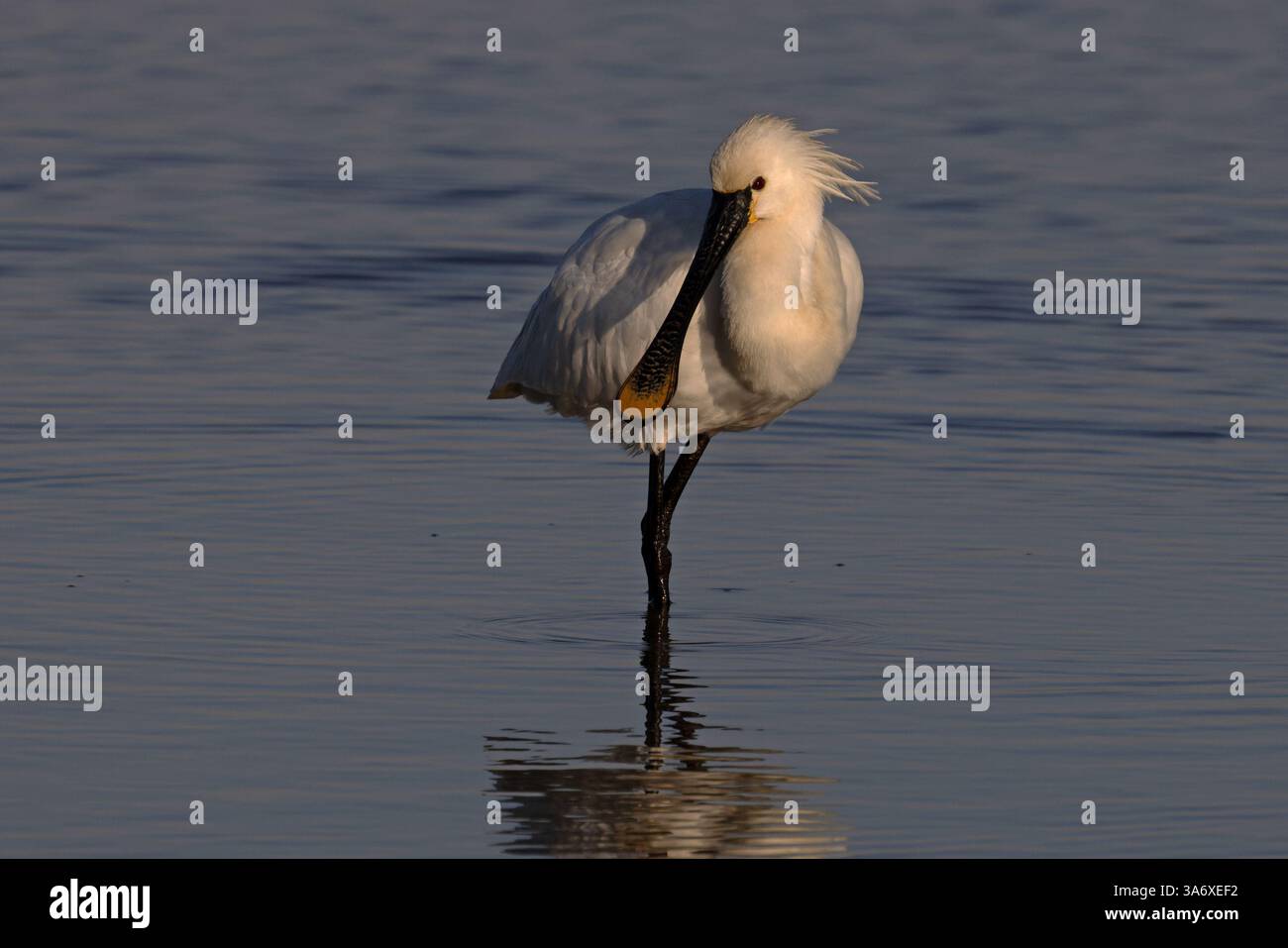 Eurasian Spoonbill (Platalea leucorodia) sub-adult feeding NWT Cley ...
