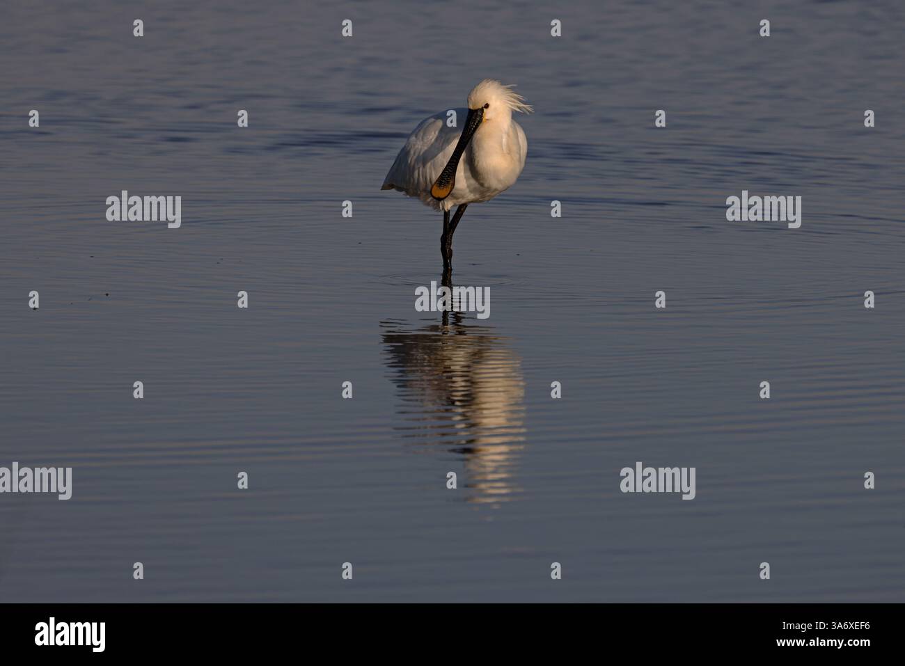 Eurasian Spoonbill (Platalea leucorodia) sub-adult feeding NWT Cley ...