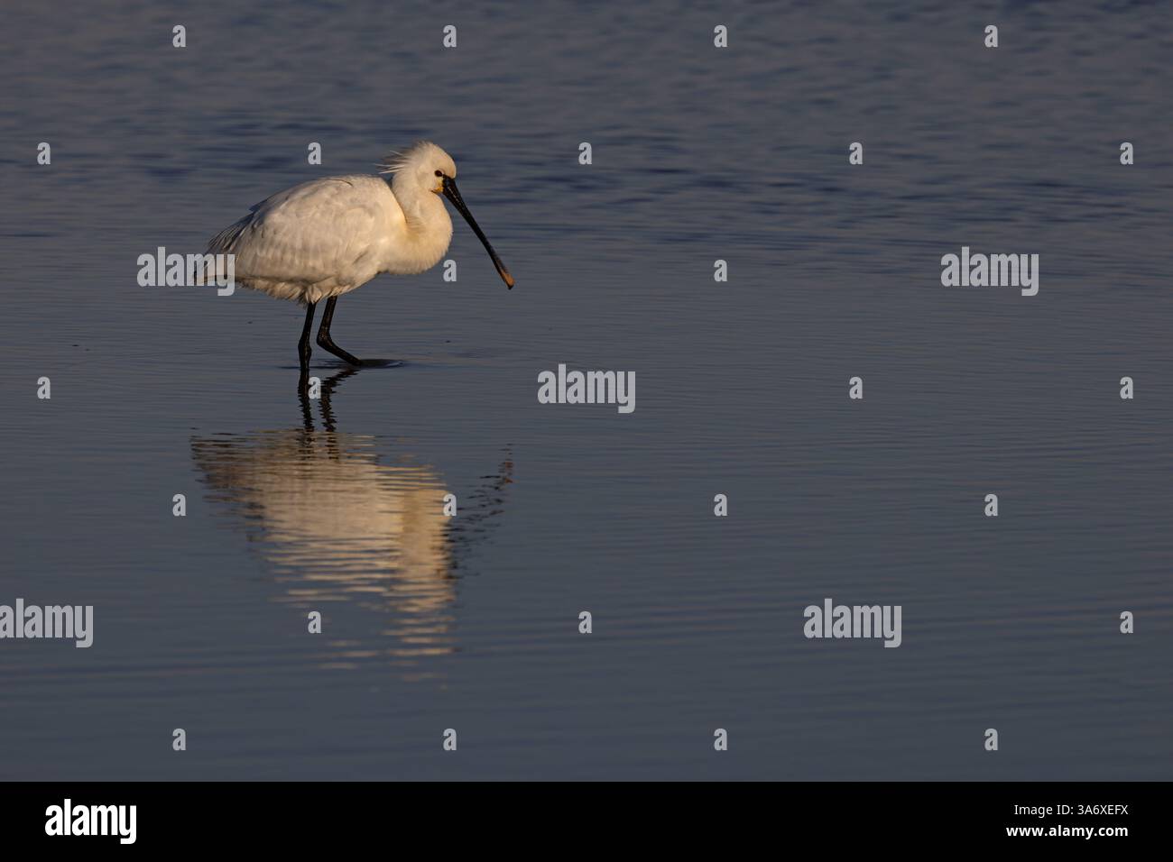 Eurasian Spoonbill (Platalea leucorodia) sub-adult feeding NWT Cley ...