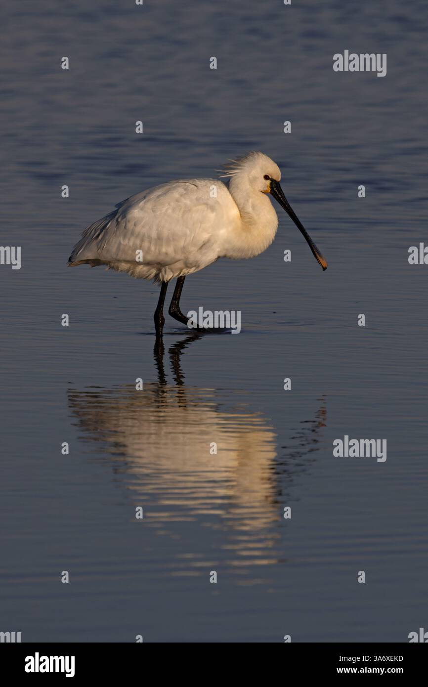 Eurasian Spoonbill (Platalea leucorodia) sub-adult feeding NWT Cley ...