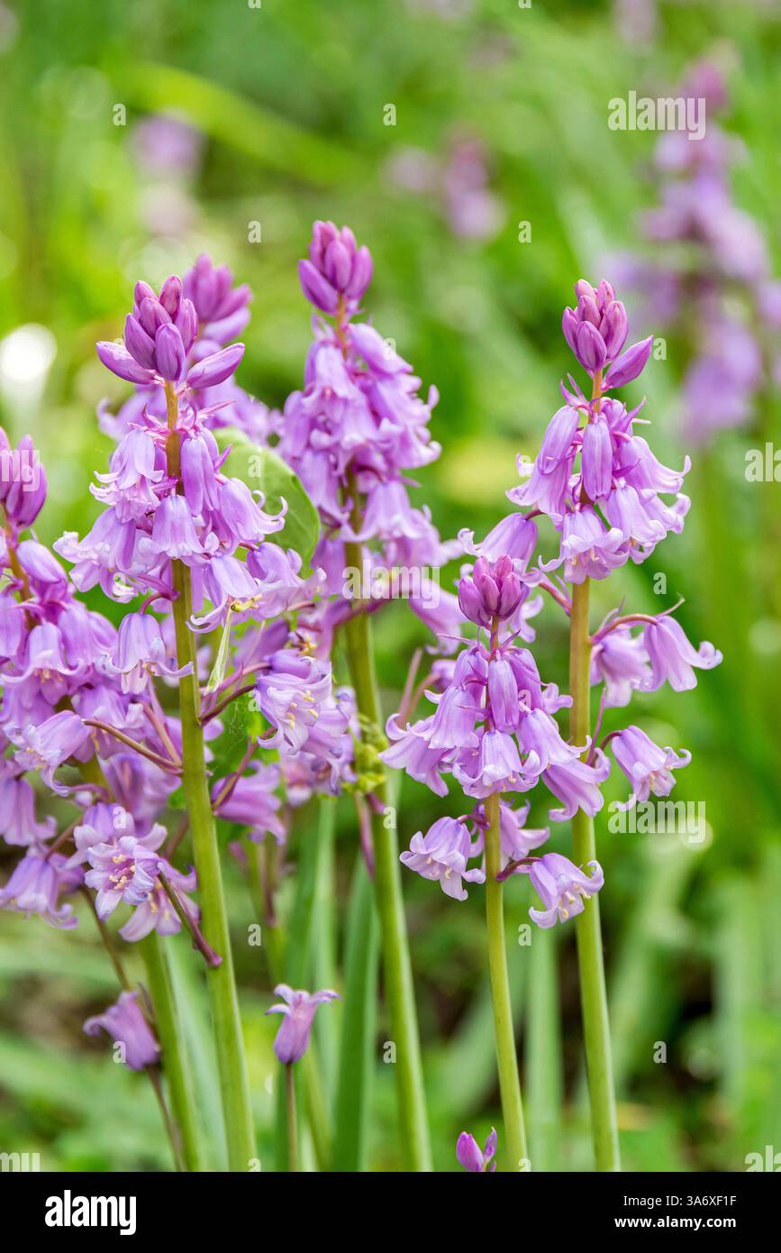 Spanish Bluebell (Hyacinthoides hispanica 'Rose Queen', Hyacinthoides ...