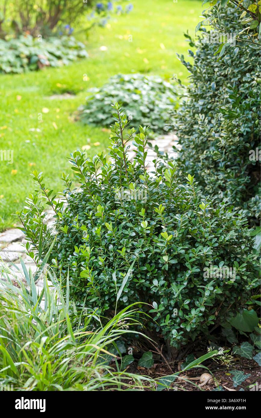 Japanese holly, Box-leaved holly (Ilex crenata 'Robustico', Ilex ...