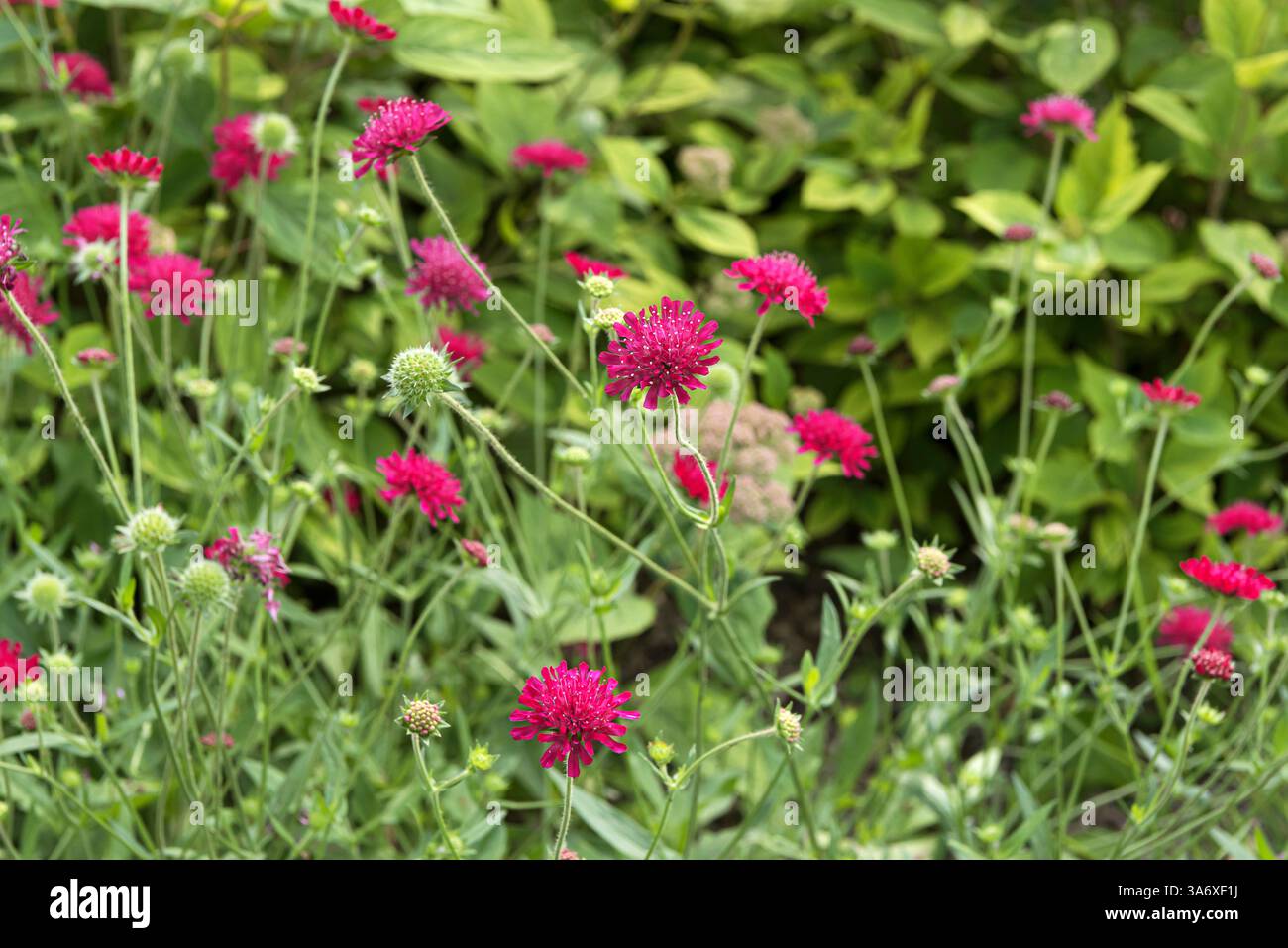 Macedonian scabious (Knautia macedonica 'Mars Midget', Knautia ...