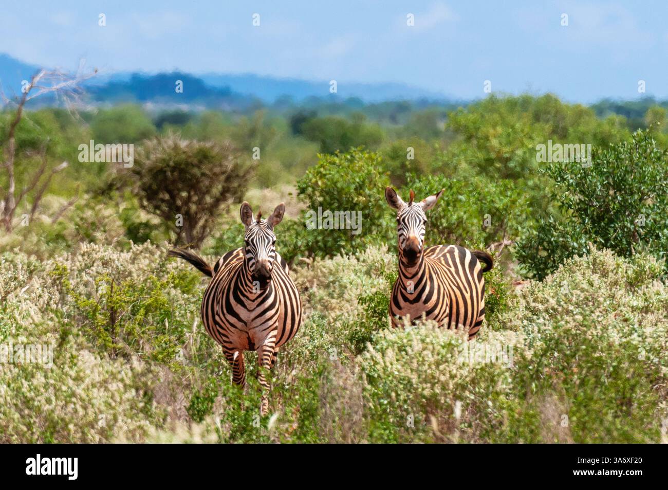 Full length lua lua hi-res stock photography and images - Alamy