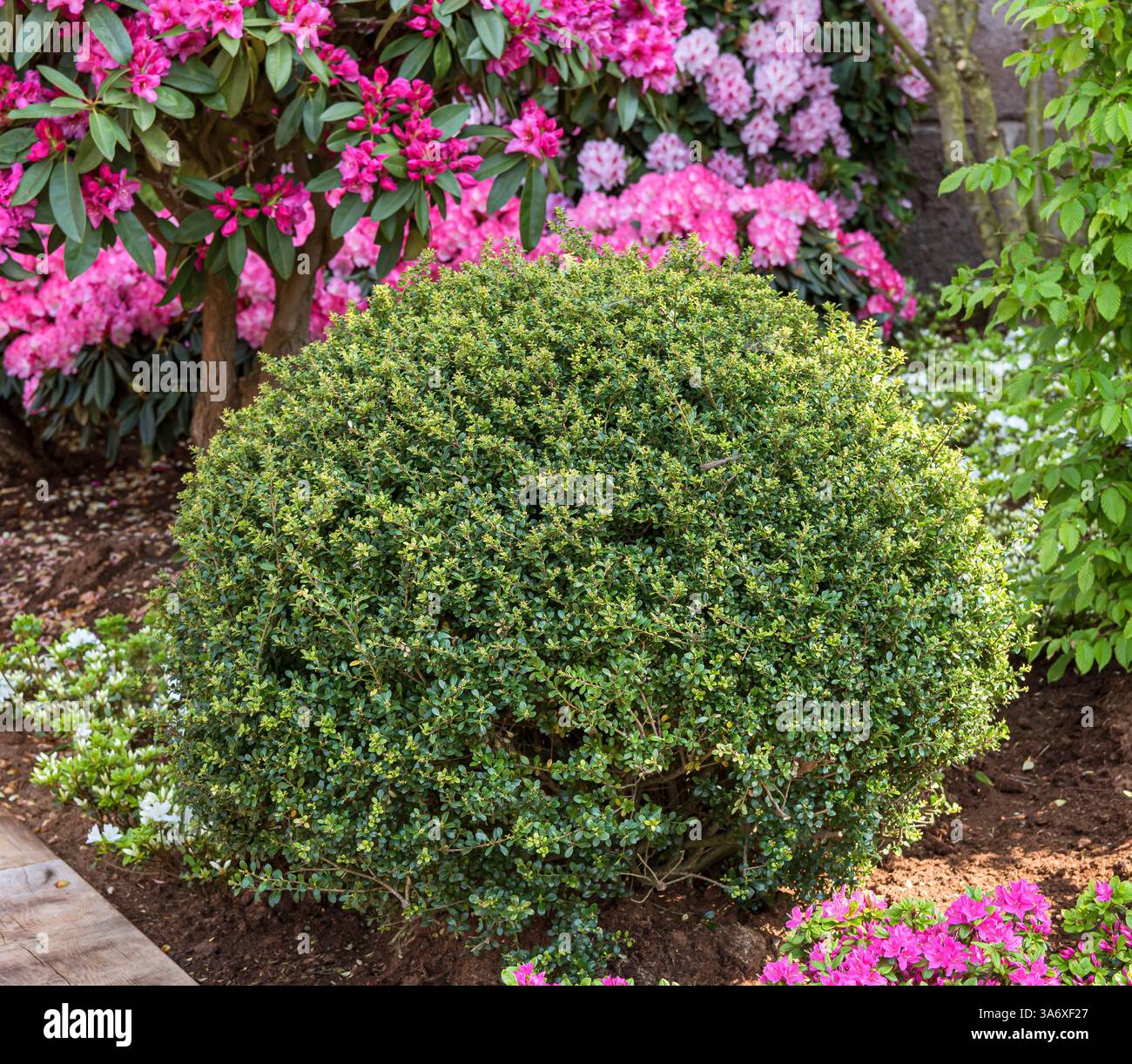 Ilex crenata hi-res stock photography and images - Alamy