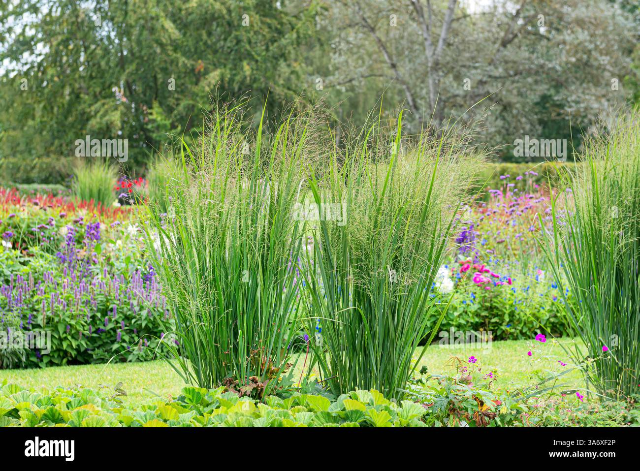 Old switch panic grass (Panicum virgatum 'Northwind', Panicum virgatum ...