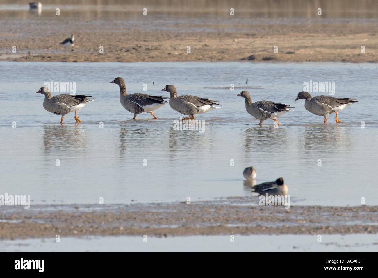Lesser White-fronted Goose (Anser erythropus) Cley Norfolk March 2025 ...