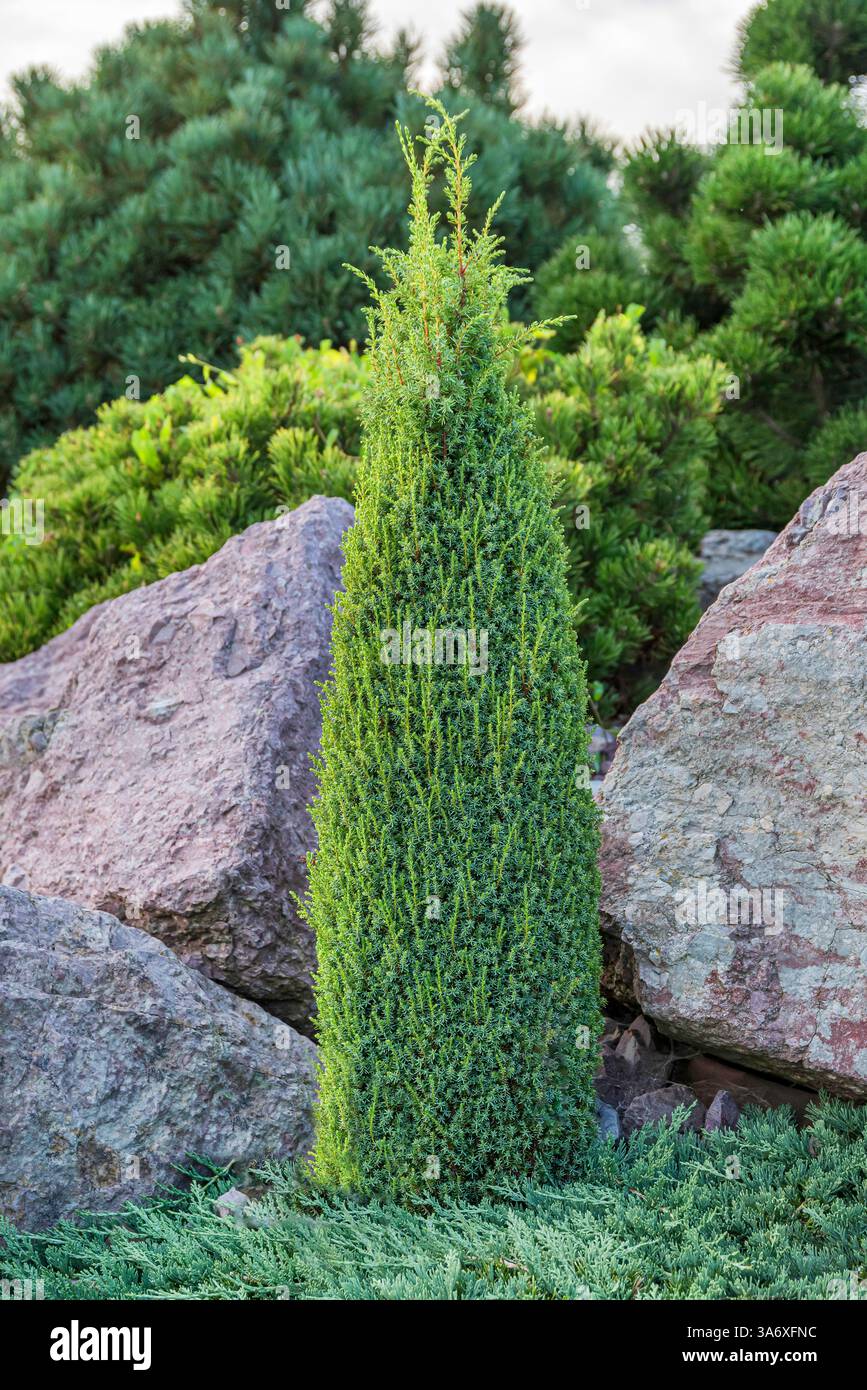 Common juniper (Juniperus communis 'Compressa'), Habitus of the Compressa variety Stock Photo ...