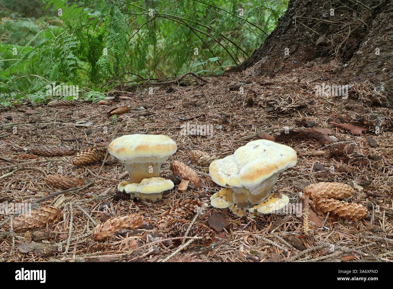 Nadelholzbraunporling hi-res stock photography and images - Alamy