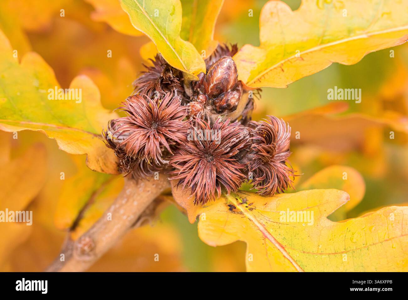 Japanese emperor oak, Daimyo oak, Korean oak (Quercus dentata 'Carl ...