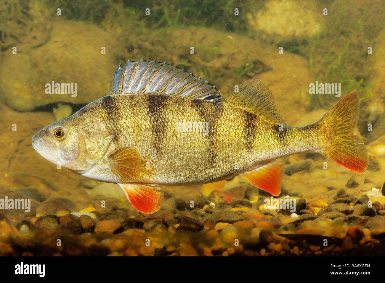 Poor mans rockfish hi-res stock photography and images - Alamy