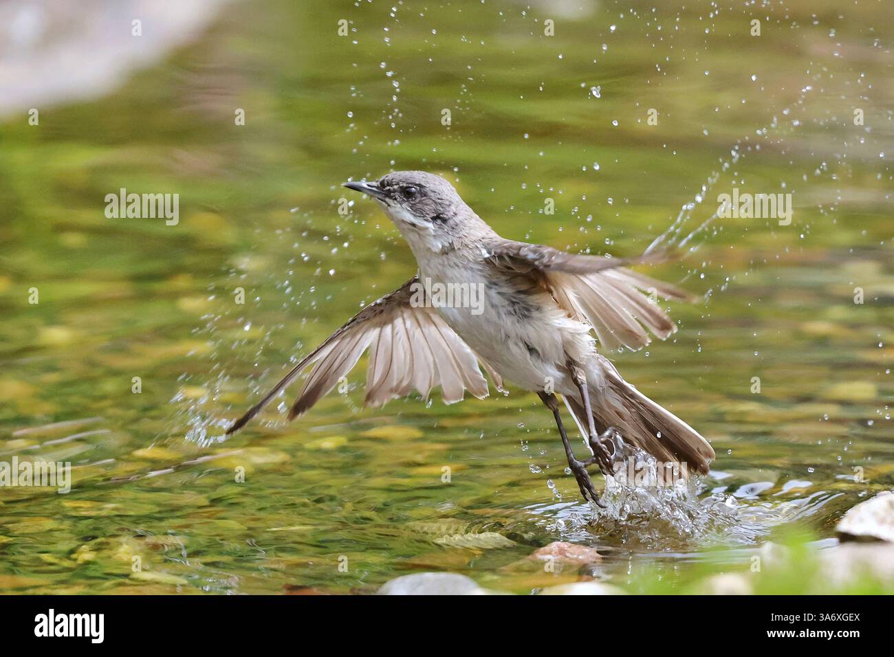Lesser whitethroat (Sylvia curruca, Curruca curruca), flying out of a ...