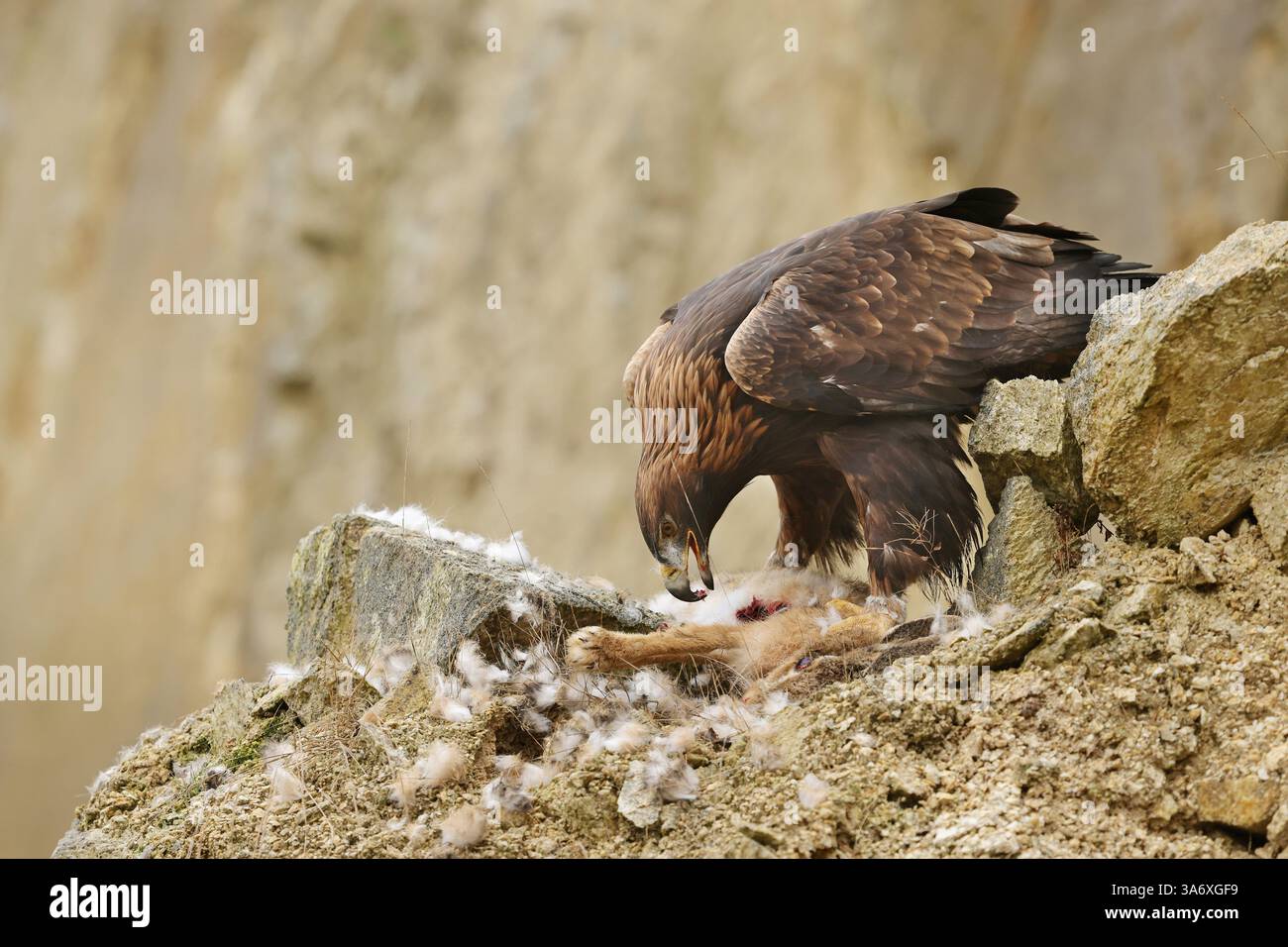 golden eagle (Aquila chrysaetos), hit a hare, Czech Republic, Domazlice ...