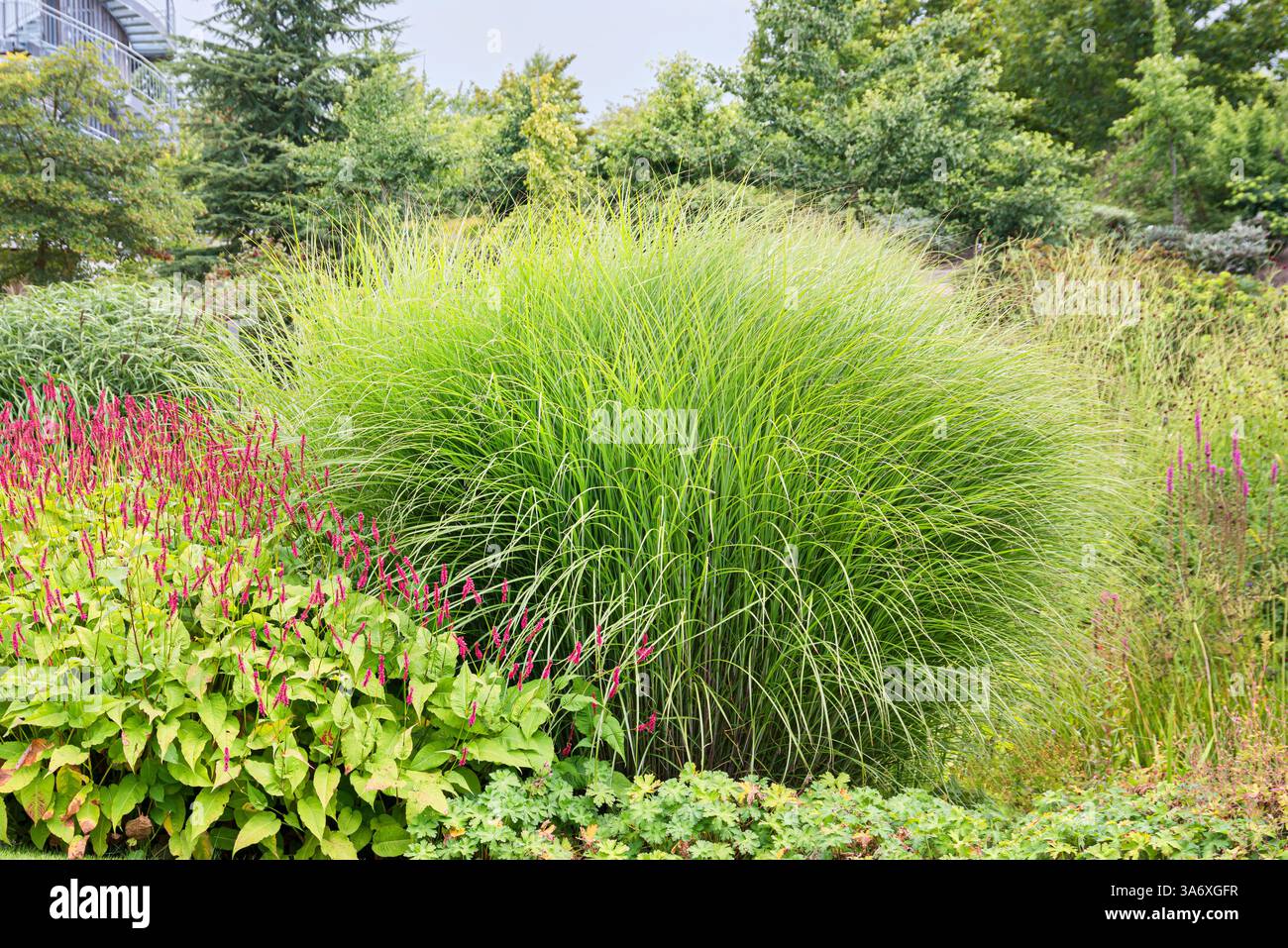 Chinese silver grass, Zebra grass, Tiger grass (Miscanthus sinensis ...