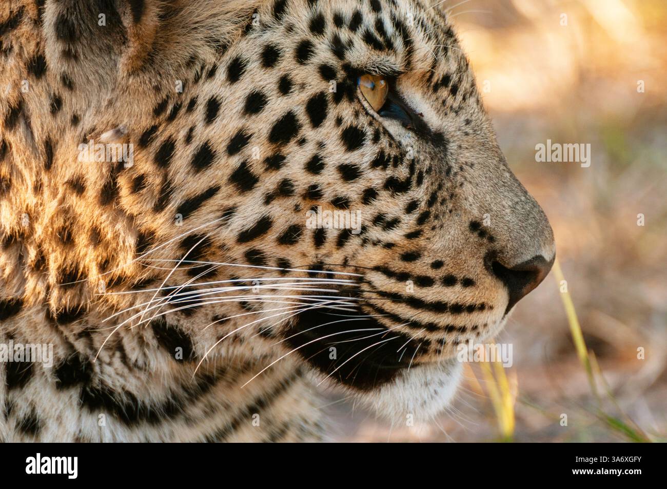 leopard (Panthera pardus), portrait, side view, Botswana, Linyanti ...