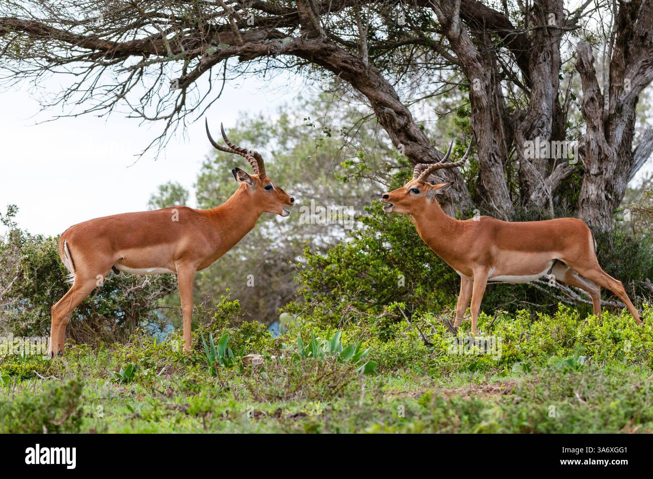 impala, rooibok (Aepyceros melampus), two conflicting impalas, side ...