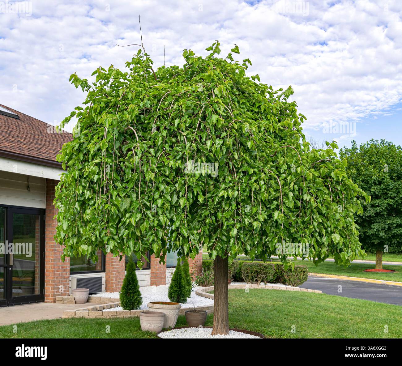 Chinese white mulberry (Morus alba 'Pendula', Morus alba Pendula ...